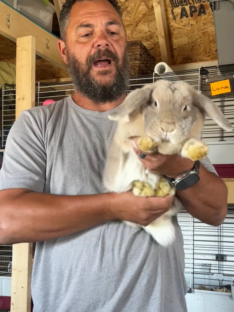 TUM-TUM the Rabbit – L J Acres Texas Animal Life Center